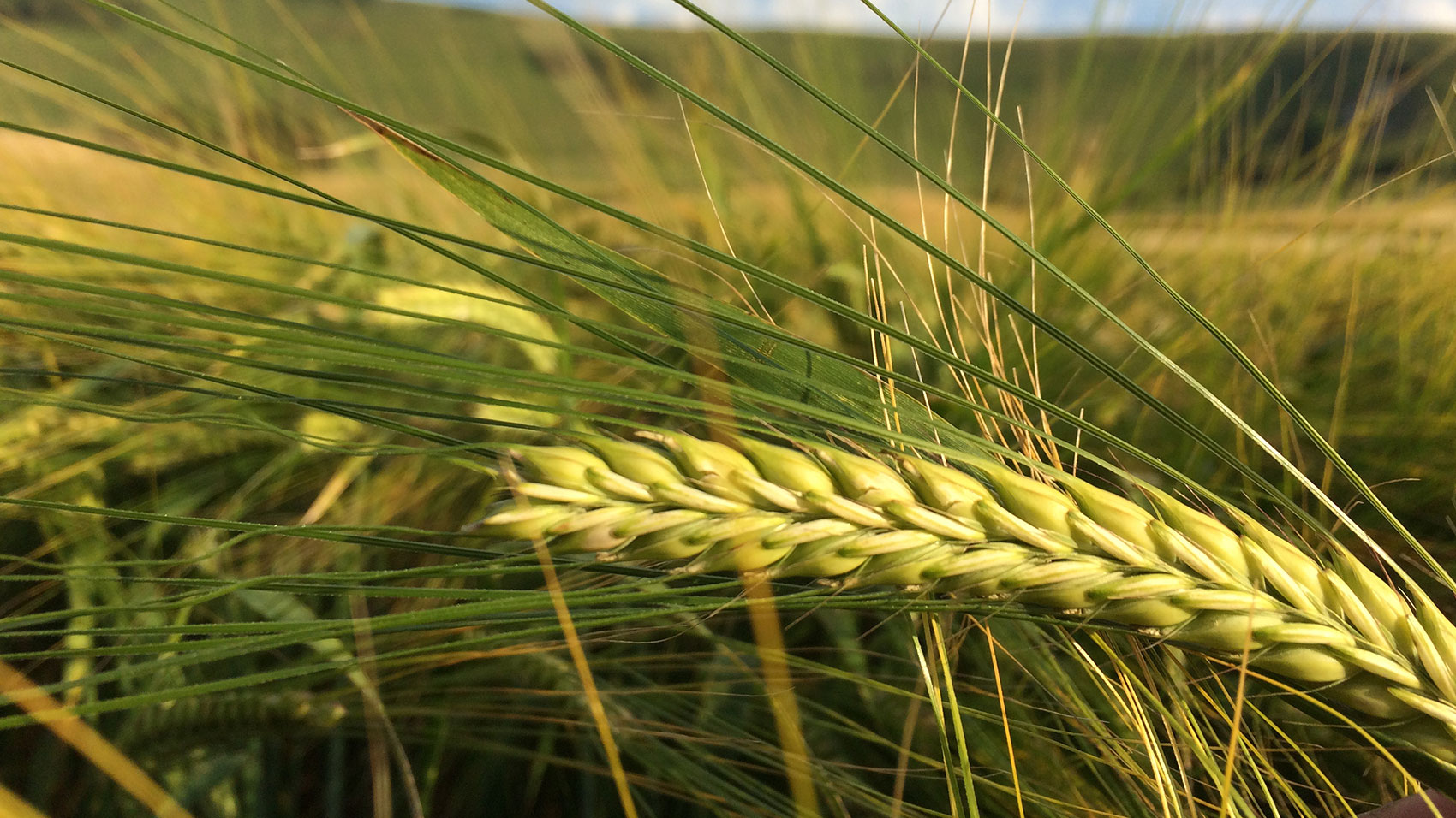 Long Man Brewery – Naturally Excellent Beers – Award Winning - Sussex
